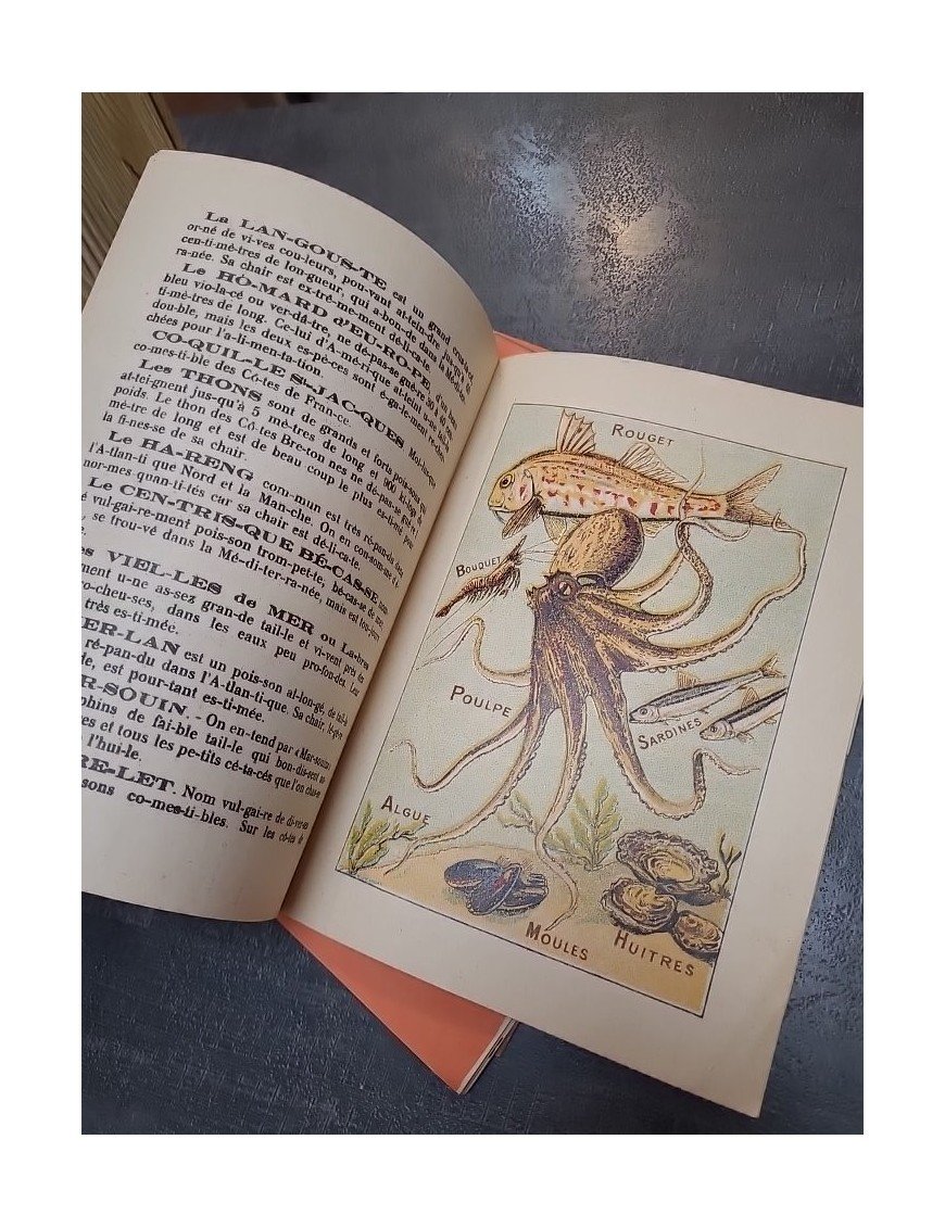 Alphabet syllabaire des poissons de mer et poissons d'eau douce. Serie A